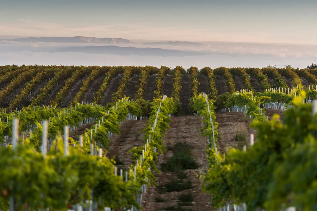 Codorníu crea una depuradora natural en su bodega Raimat | Economía ...